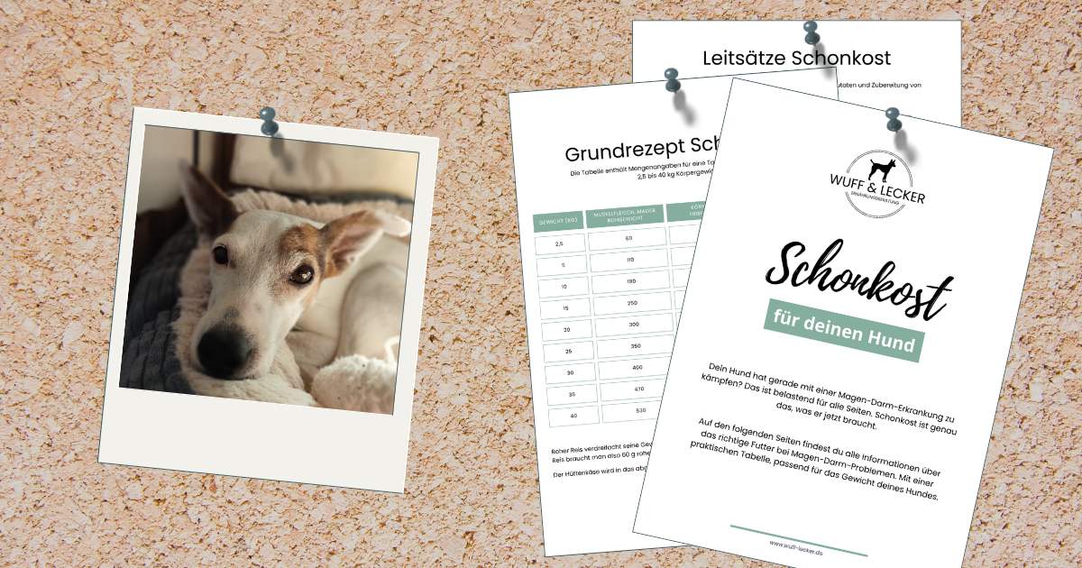 Hüttenkäse für Hunde | Wuff & Lecker